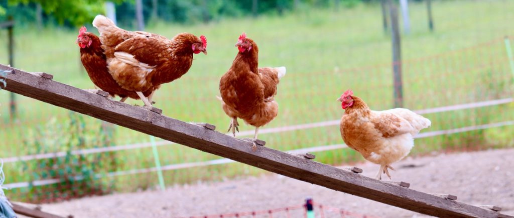 Qué necesito saber para tener gallinas en casa - El Blog de Aosom.es