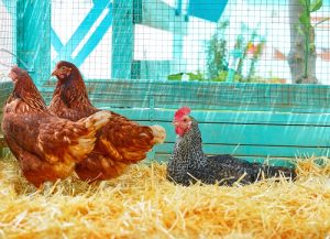 Qué necesito saber para tener gallinas en casa - El Blog de Aosom.es