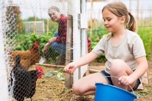 Qué necesito saber para tener gallinas en casa - El Blog de Aosom.es
