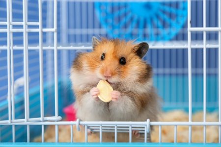 10 Curiosidades sobre los hámsters - El Blog de Aosom.es